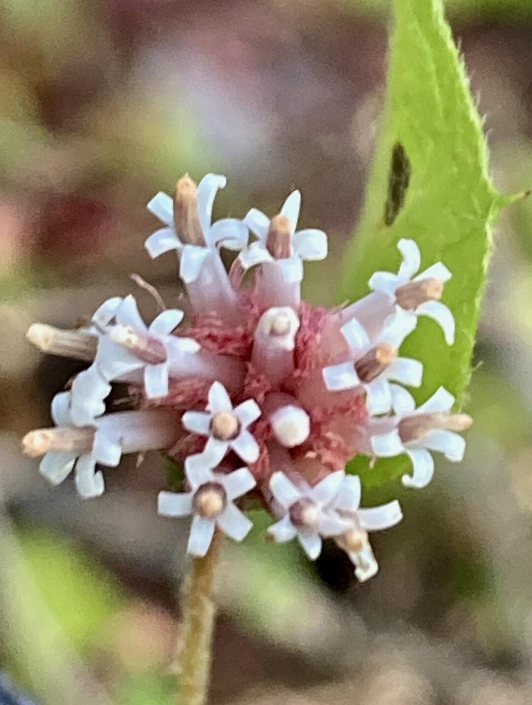 郷師山 ポカポカ陽気に誘われて / tairaさんの四国遍路その19の活動データ | YAMAP / ヤマップ