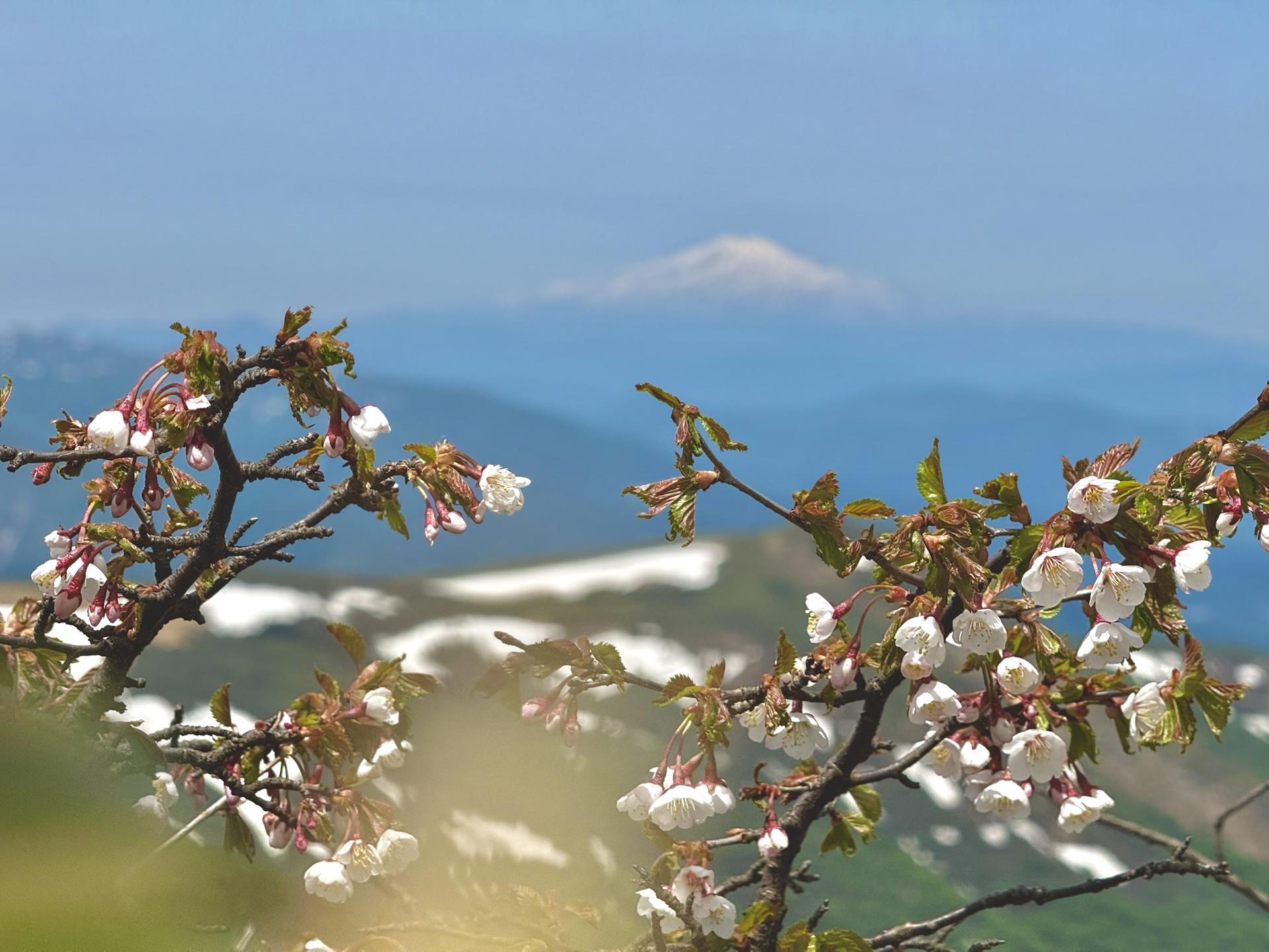 栗駒山(須川岳) 仕事前にひと回り 大分暑さに慣れたかな / ischanさんの栗駒山（須川岳）・秣岳・虚空蔵山の活動データ | YAMAP ...