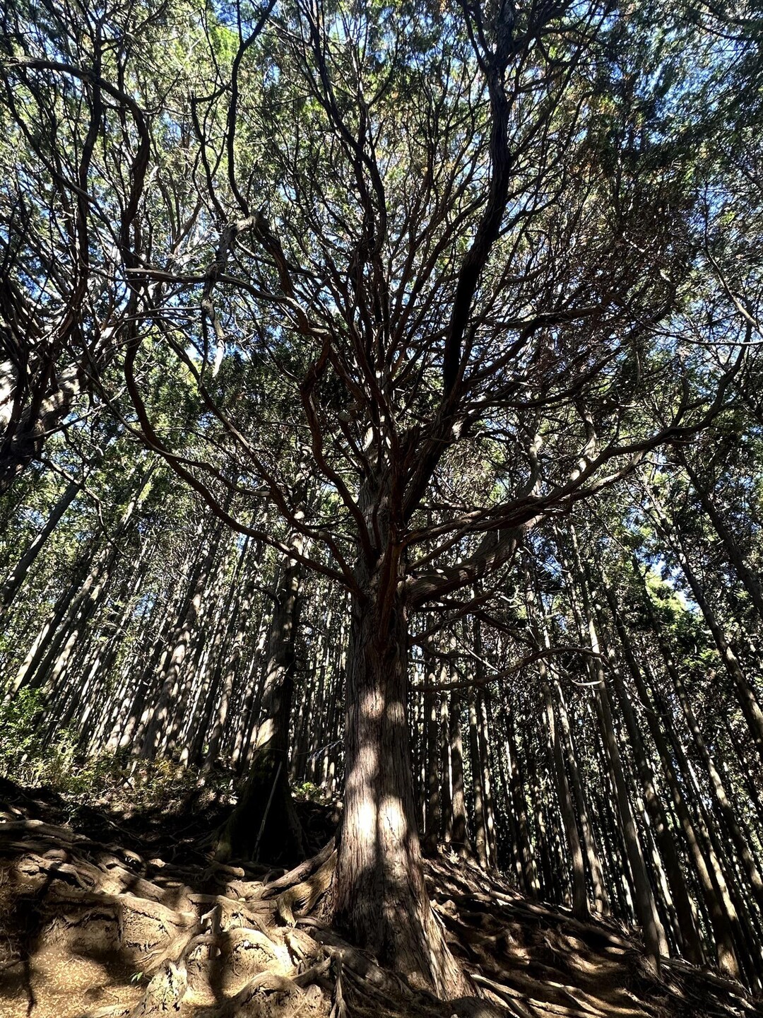 高水三山⛰️でお試し🥾 / kyo chanさんの高水山・岩茸石山・惣岳山の活動データ | YAMAP / ヤマップ