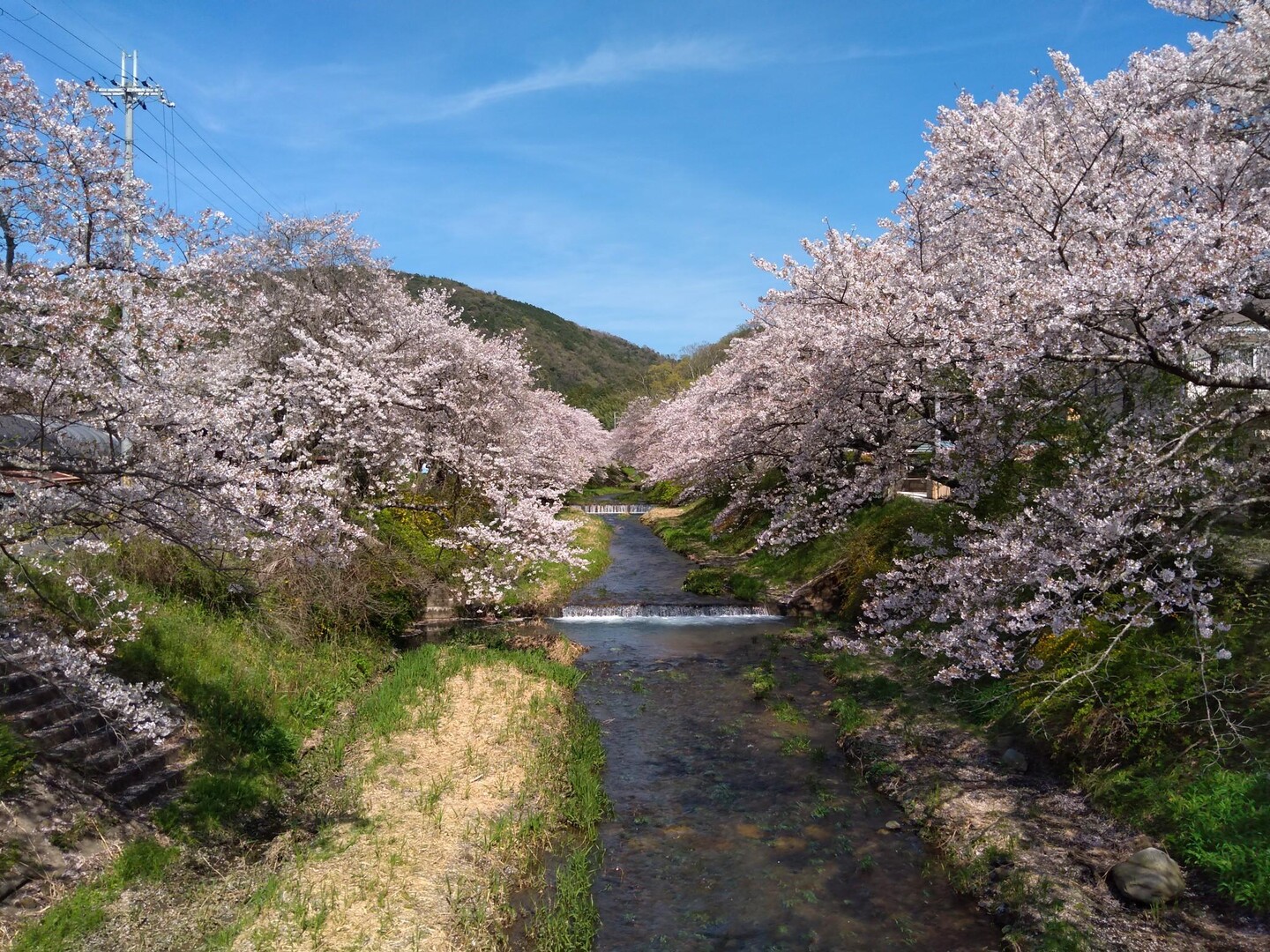 京都府井手町にある玉川堤の花見をしました。見事な桜並木、桜吹雪も綺麗でした。 / reiさんの登山の活動データ | YAMAP / ヤマップ