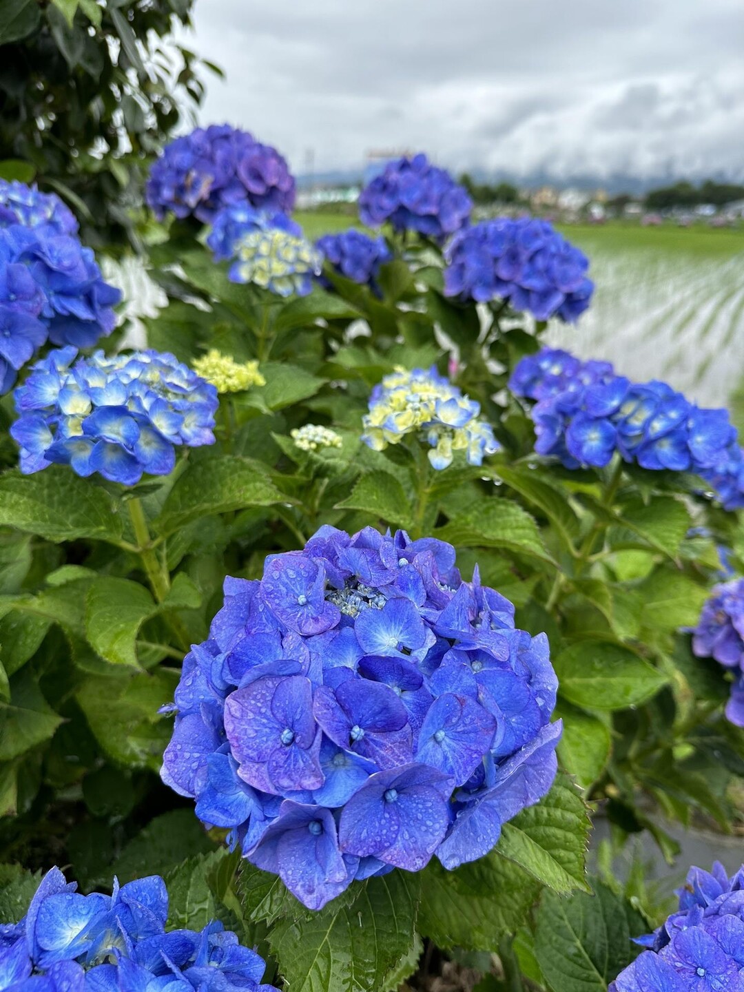 開成町 あじさいまつり / masurinさんのウォーキングの活動データ | YAMAP / ヤマップ