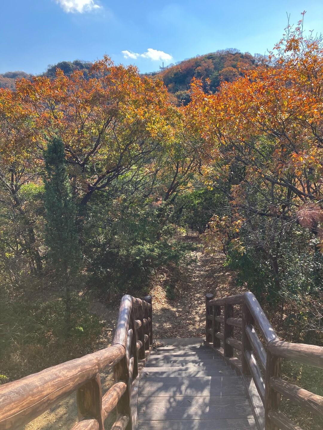 茶臼山（西尾） with AKI / kieさんの茶臼山・万灯山の活動データ | YAMAP / ヤマップ