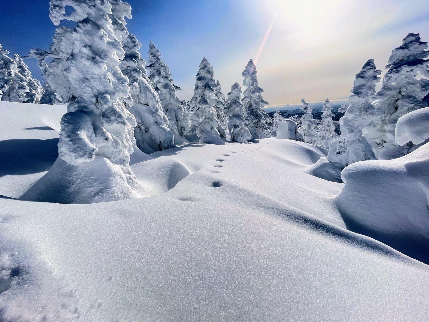 石森・森吉山・一ノ腰 これもまた浪漫🦛🤍 / nepukoさんの森吉山の活動データ | YAMAP / ヤマップ