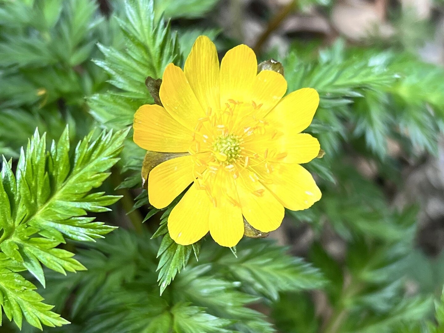 間に合った福寿草🤗 / たけのこ zi ziさんのポンポン山・釈迦岳・小塩山・若山の活動データ | YAMAP / ヤマップ