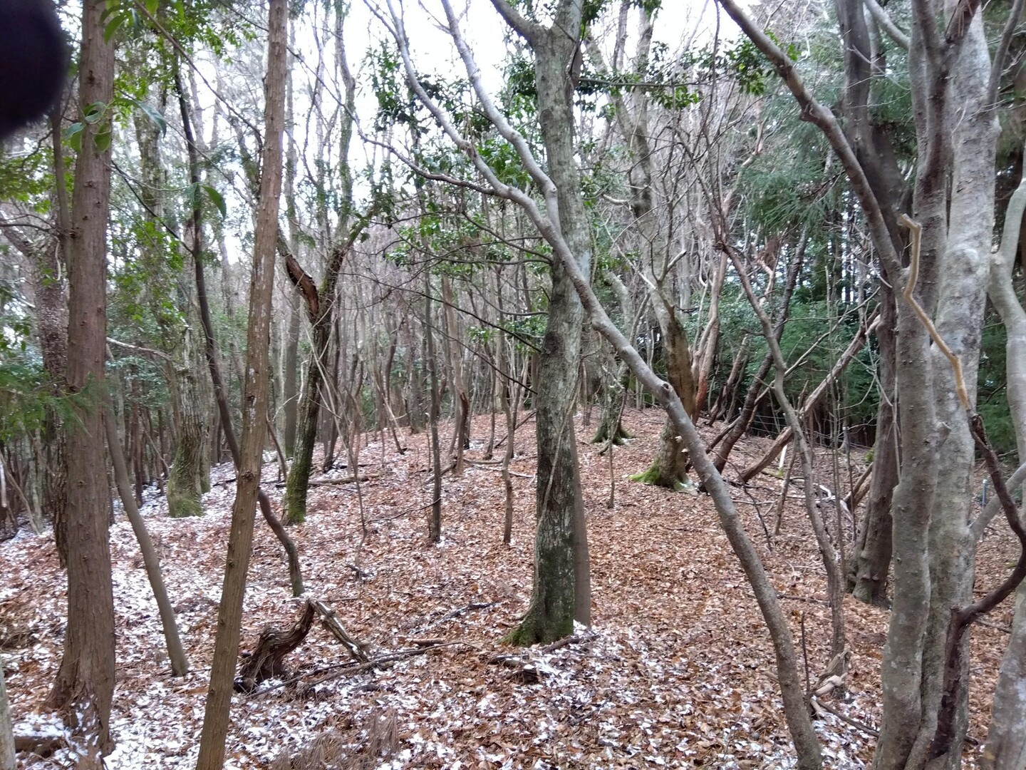 樺木山 (宇佐百山) / senbu2(センブツ)さんの雛戸山の活動データ | YAMAP / ヤマップ