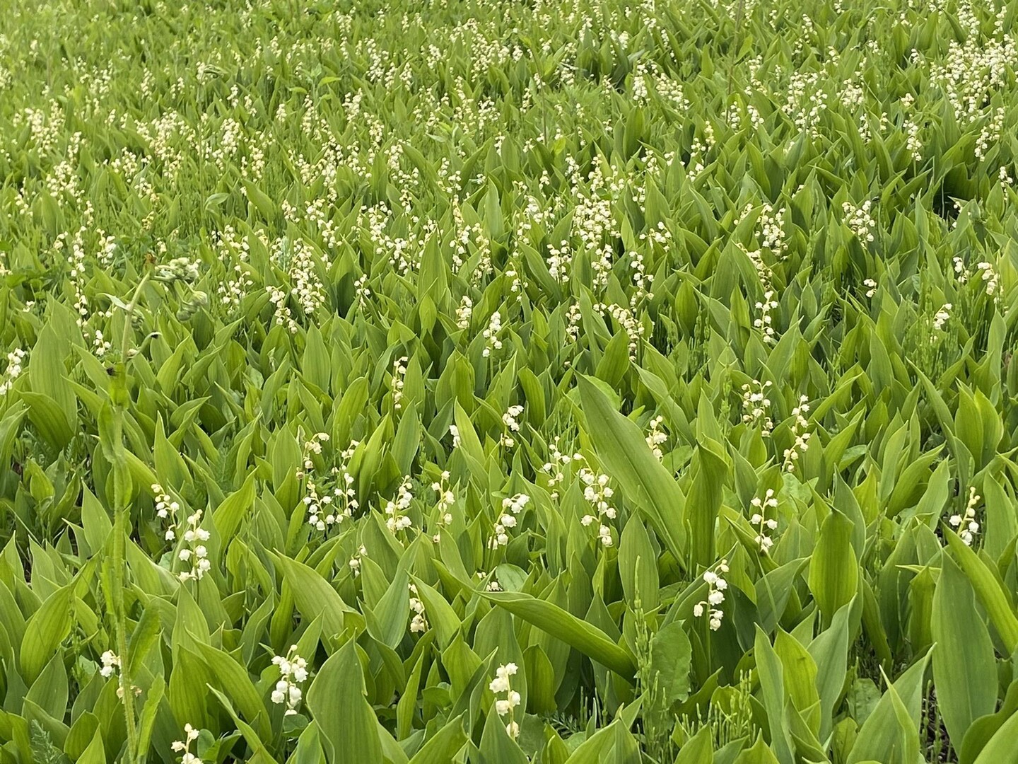 アカノラ山・入笠山 / ko-1さんの入笠山の活動データ | YAMAP / ヤマップ