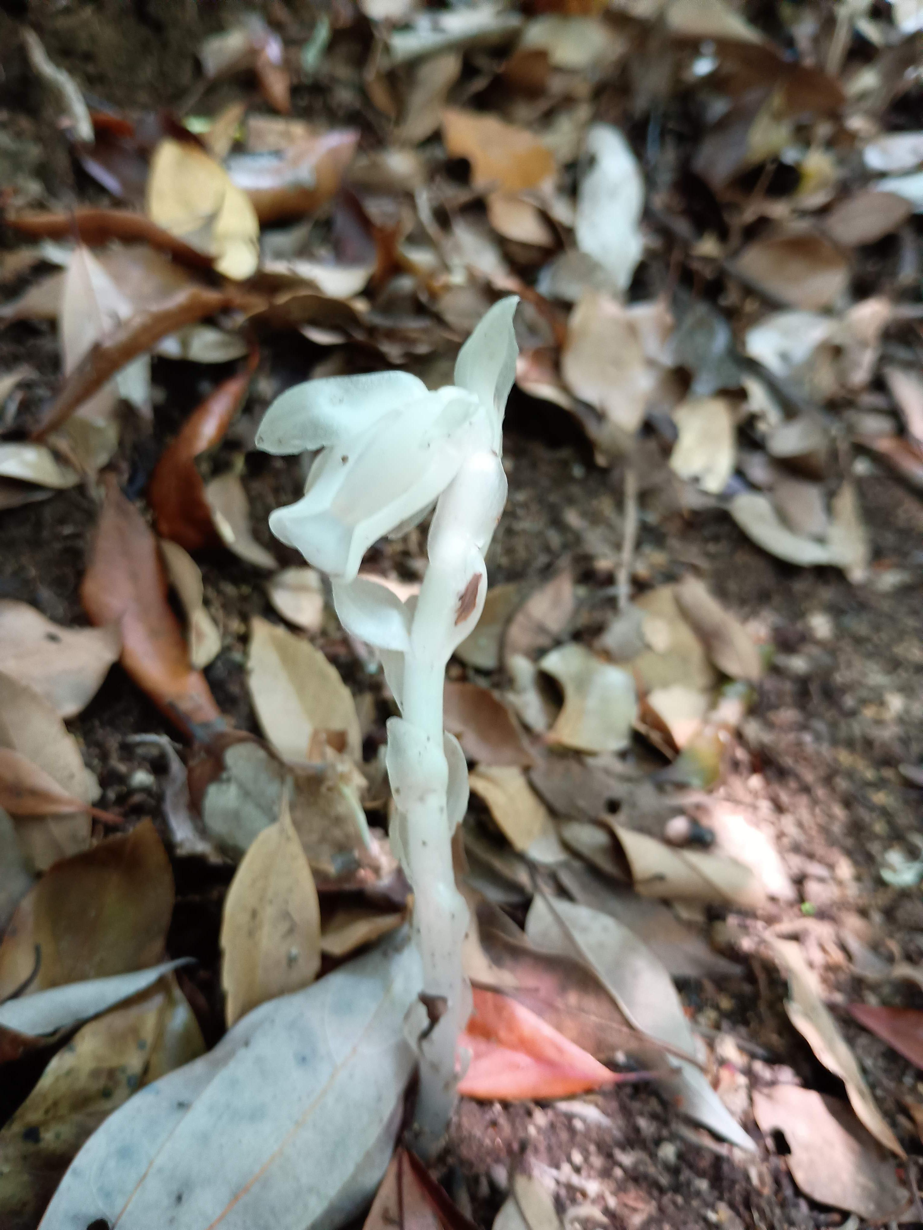 許斐山の未踏ルートへ / ryuchanさんの許斐山の活動データ | YAMAP / ヤマップ