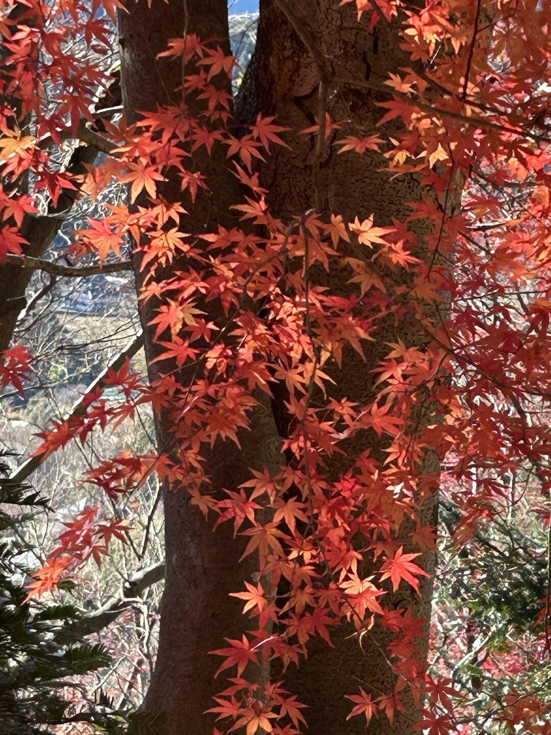 大野山🚶‍♂️ずっと富士山🗻 / yayoさんの高松山・大野山の活動データ | YAMAP / ヤマップ