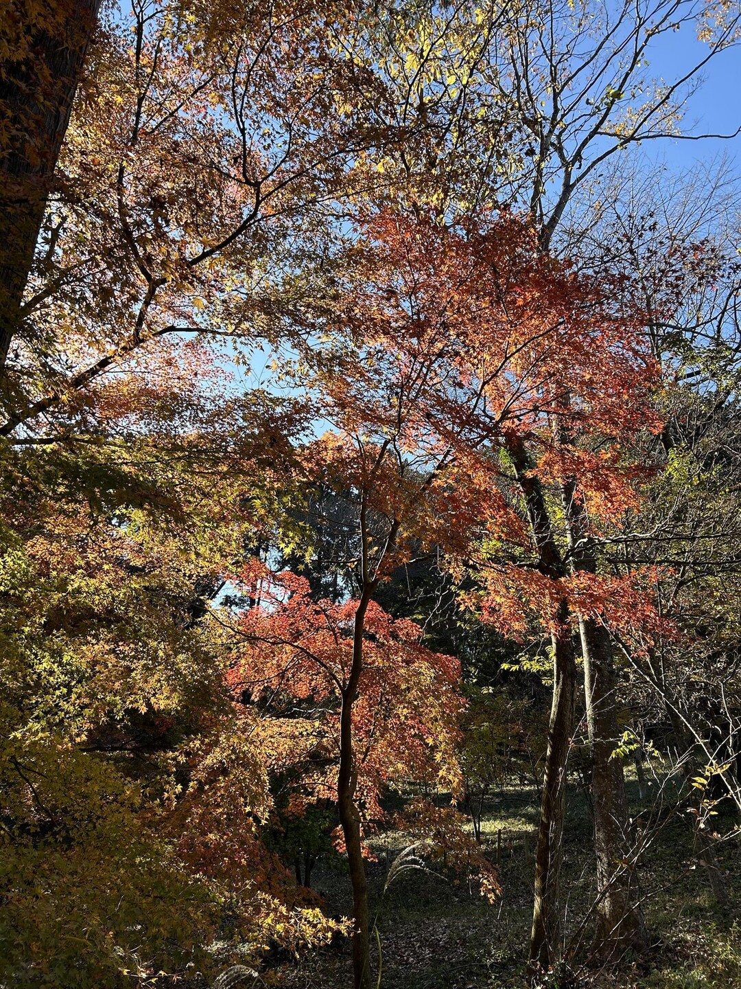 景信山〜高尾山 / hoshiさんの高尾山・陣馬山・景信山の活動データ | YAMAP / ヤマップ