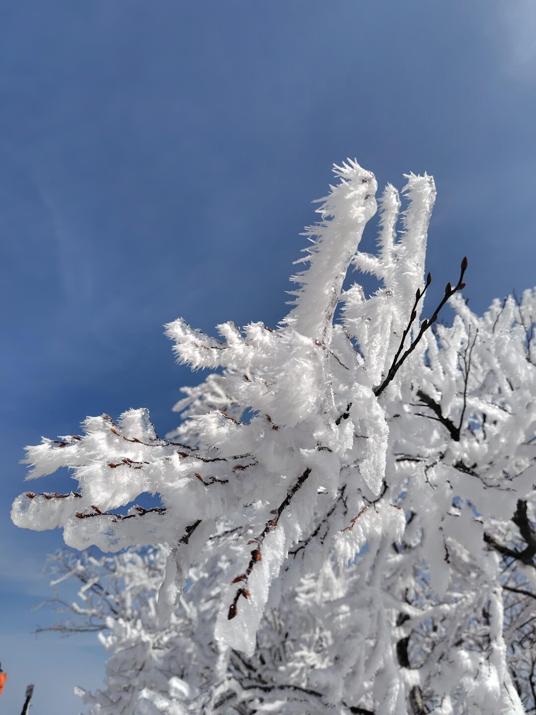 念願の高見山と霧氷 ️🫧 / keiAM60さんの高見山・黒石山・天狗山の活動データ | YAMAP / ヤマップ