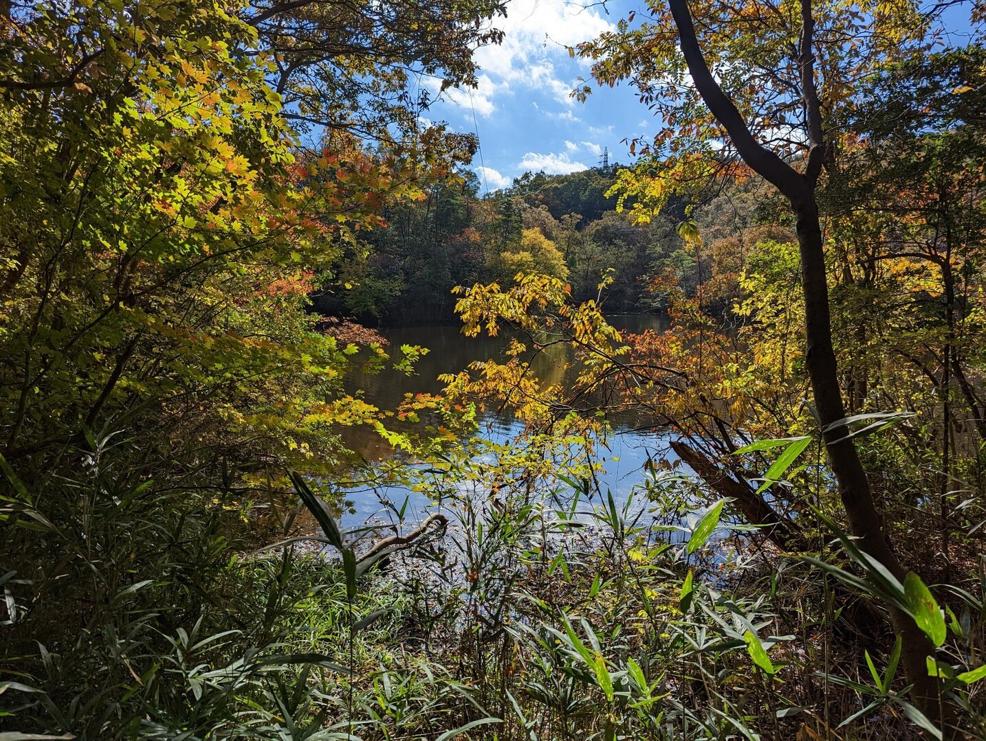 お気楽ハイク / mktさんの山星山・高根山の活動データ | YAMAP / ヤマップ