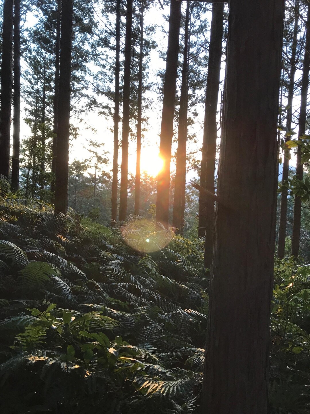20230101火焼山withFather / としぞうさんの琴ノ尾岳の活動データ | YAMAP / ヤマップ