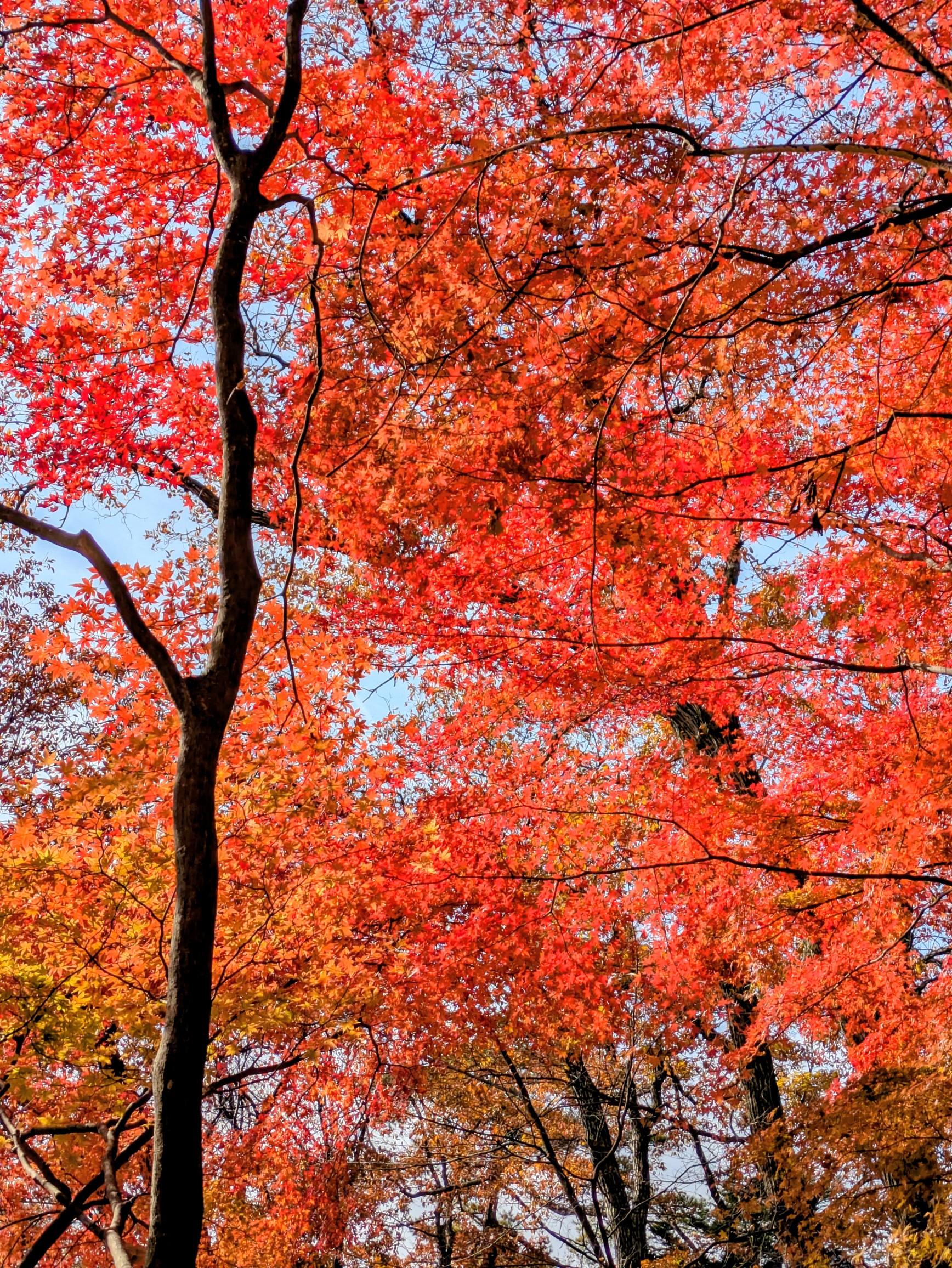 【Red Maple Valley】妙義山・天狗岳・相馬岳-2025-11-23 / ゆきさんの妙義山・天狗岳・相馬岳の活動データ ...