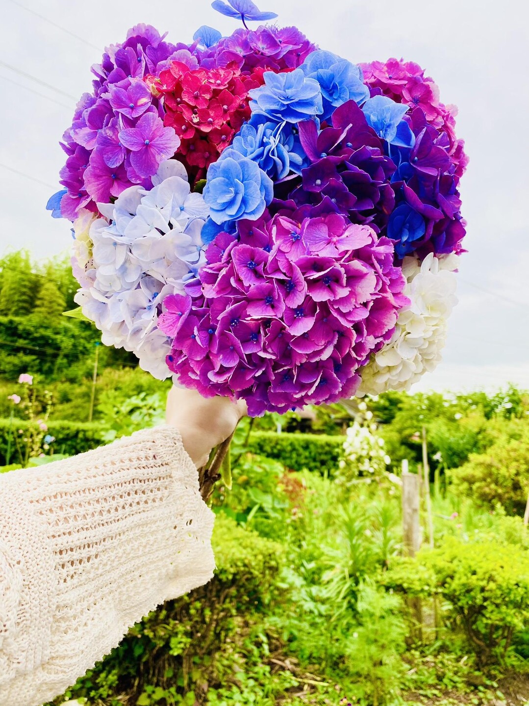 アジサイ / mi...さんのモーメント | YAMAP / ヤマップ