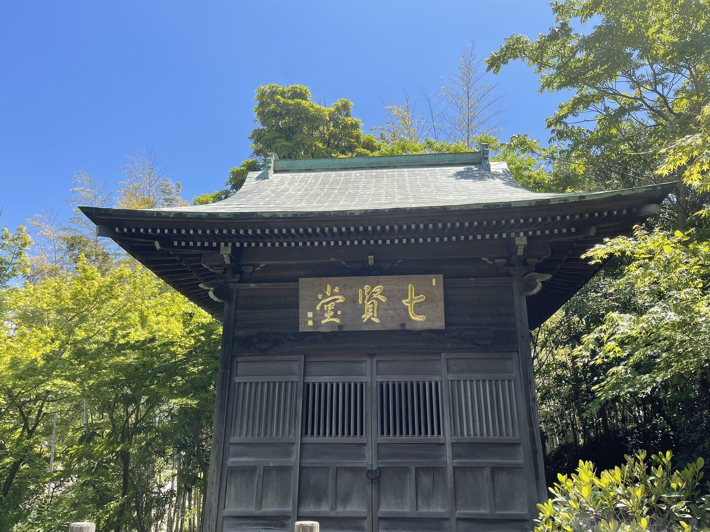 春薔薇をみに、吉田邸にGO / いげちゃんさんのモーメント | YAMAP / ヤマップ