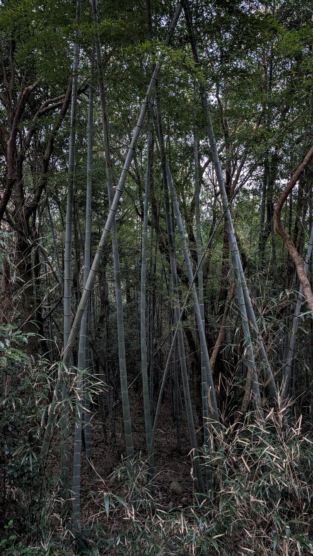 〝今が旬〟 夕暮れ時🌇というか、たっ... / by hideさんのモーメント | YAMAP / ヤマップ