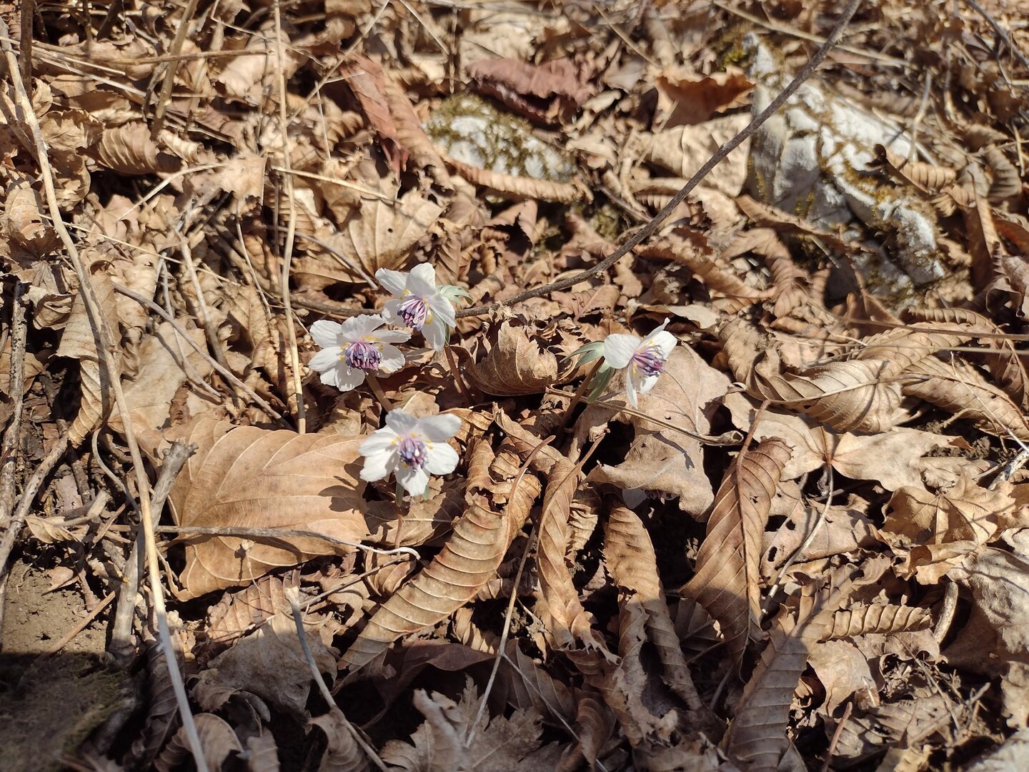 孫太尾根から藤原岳 / ksさんの藤原岳・御池岳の活動データ | YAMAP / ヤマップ