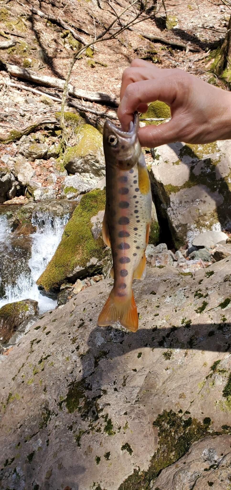 渓流釣り🔰初体験 ビギナーズラックの... / yuyu＊さんのモーメント | YAMAP / ヤマップ