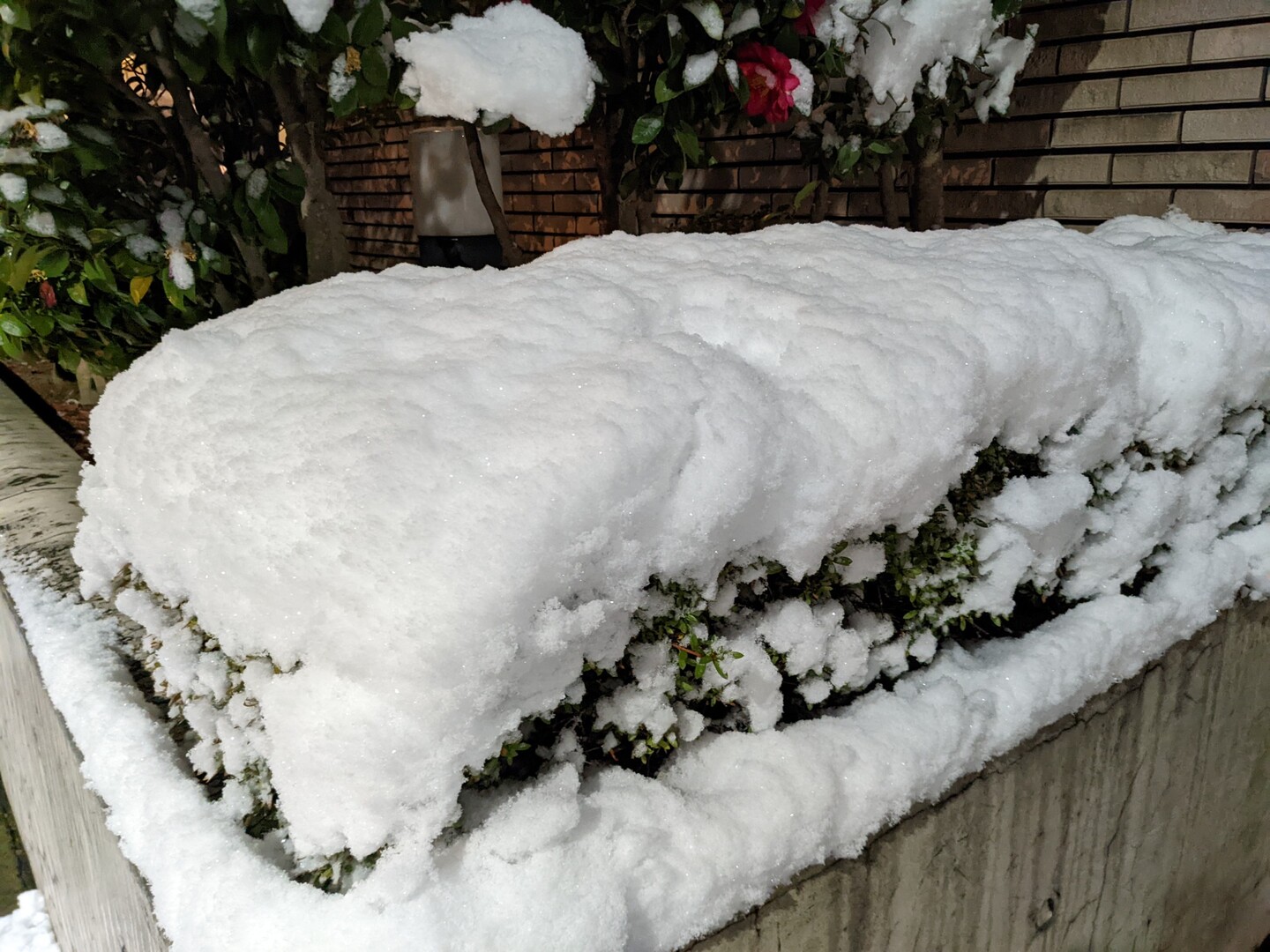 荻窪は10センチほど雪 が積もりました☃... / ☆futa☆さんのモーメント | YAMAP / ヤマップ