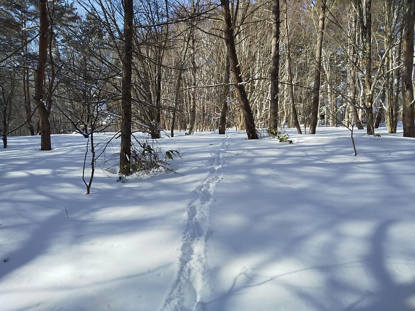 四阿高原 スノーハイク / moozさんの四阿山・根子岳の活動データ | YAMAP / ヤマップ