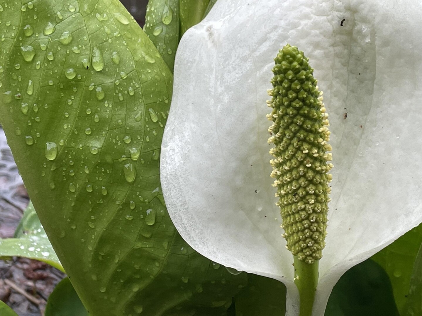 お花便りR5-2 全国的に雨模様の天気。... / kaizaさんのモーメント | YAMAP / ヤマップ