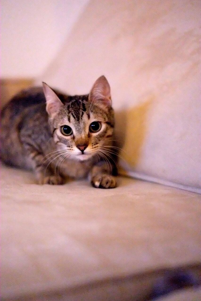 sopaのページ | YAMAP / ヤマップ