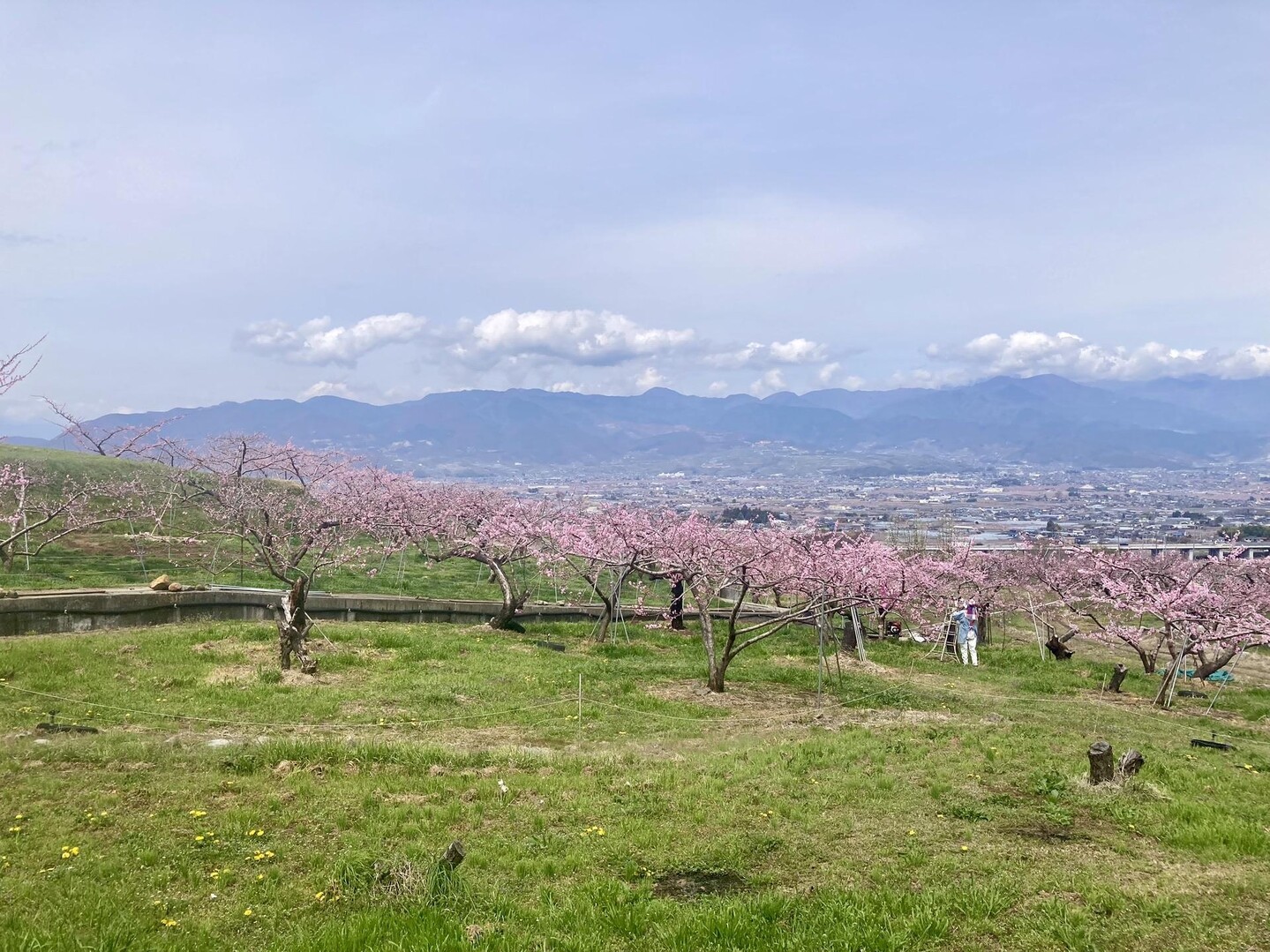 山梨桃源郷🌸中央道釈迦堂PAスタート / cyさんの達沢山・蜂城山・茶臼山の活動データ | YAMAP / ヤマップ