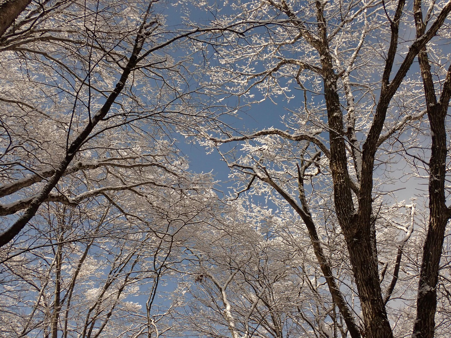 【バージンスノーに悩まされて石尾根】雲取山・七ツ石山・鷹ノ巣山（EN:三峰神社、EX:奥多摩駅） / にゃんにゃん♪にょんさまさんの雲取山・鷹ノ巣山・七ツ石山の活動データ | YAMAP / ヤマップ