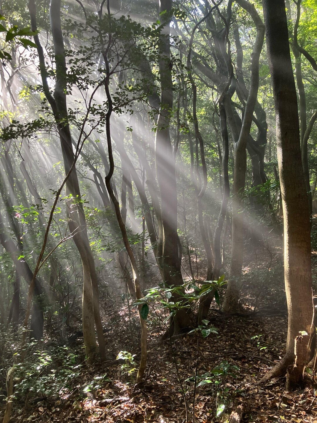20241123鷹巣山〜建郷山 / さかもっちゃんさんのカントリーレース 福智山の活動データ | YAMAP / ヤマップ