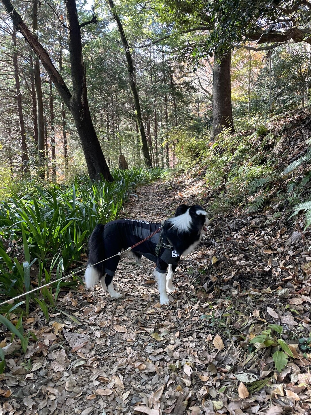 二代目キャラバンのトレッキングシューズで... / akaneさんのモーメント | YAMAP / ヤマップ