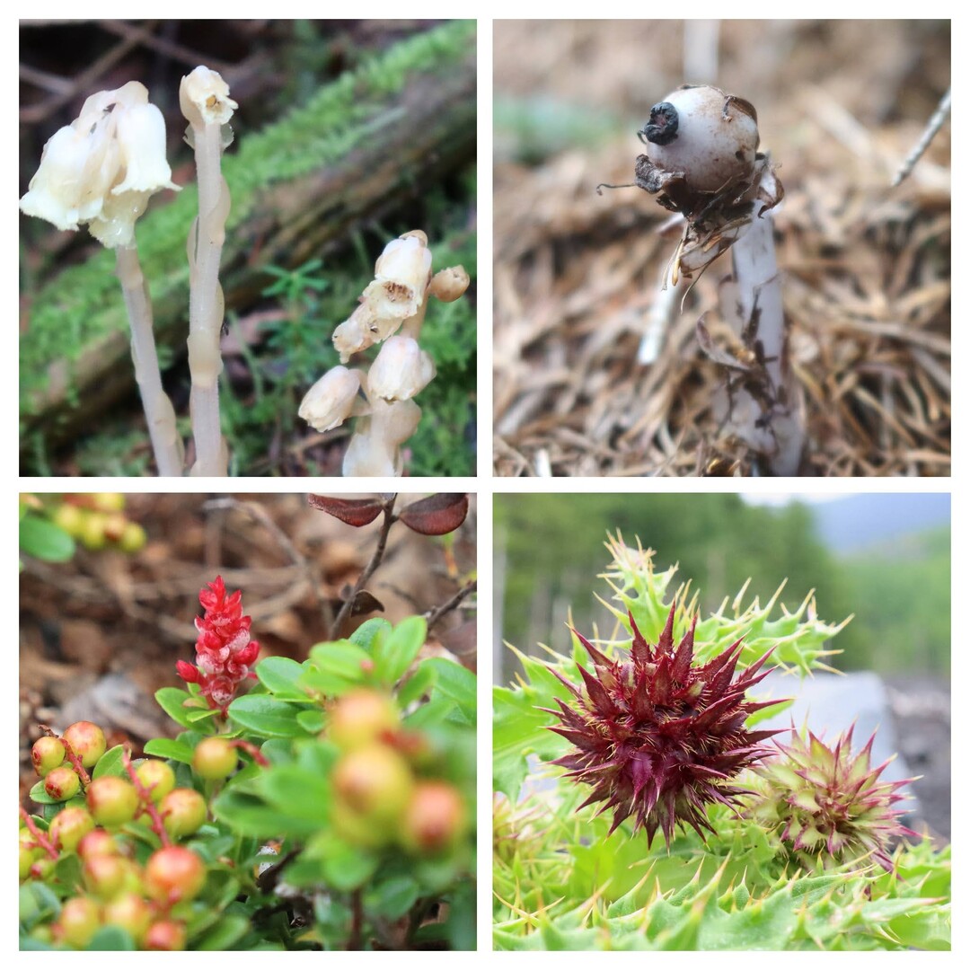村山古道で富士山五合目散歩→デポチャリ周回 / kunsanさんの富士山の活動データ | YAMAP / ヤマップ