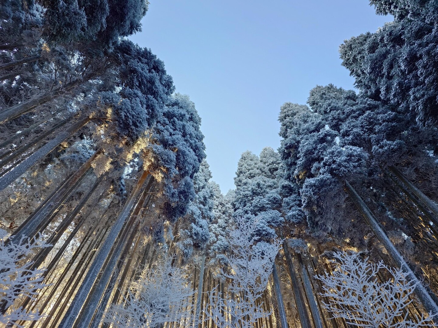 寧比曽岳 / isoさんの寧比曽岳・筈ヶ岳・出来山の活動データ | YAMAP / ヤマップ