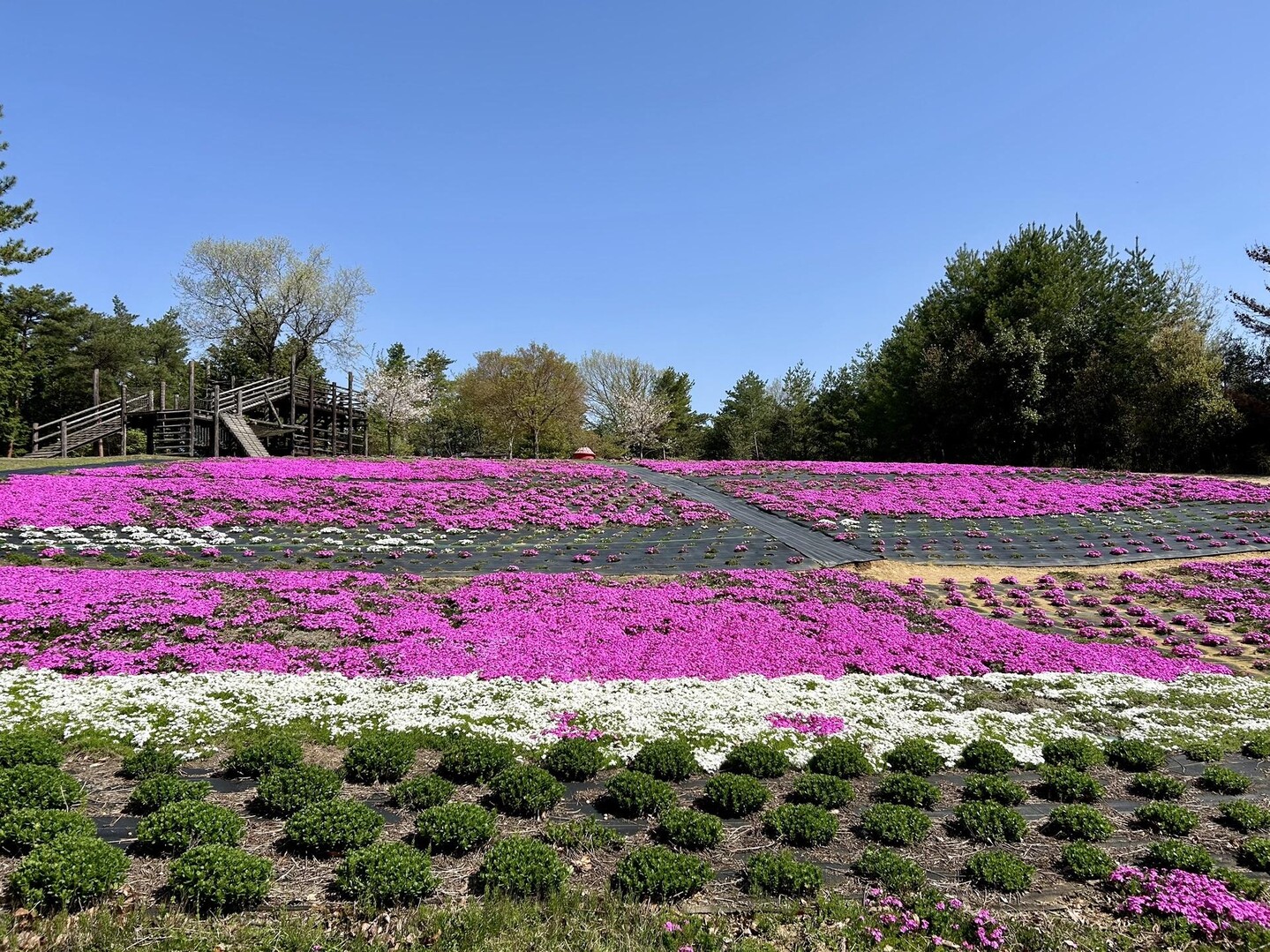佐伯天神山（和気美しい森） / coco☺︎さんの佐伯天神山の活動データ | YAMAP / ヤマップ