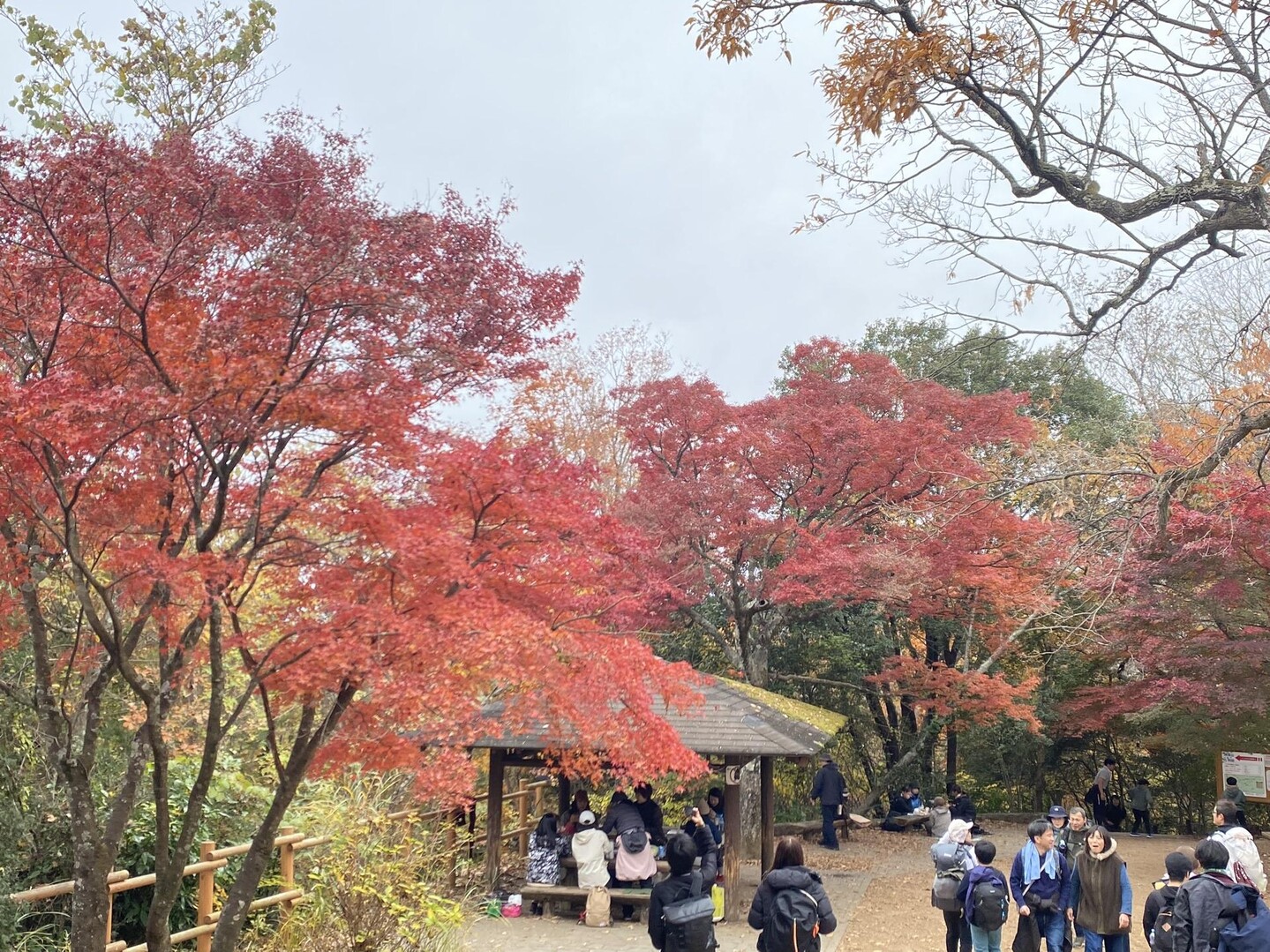 高尾山の紅葉を見にグループ登山 / ken-sukeさんの高尾山の活動データ | YAMAP / ヤマップ