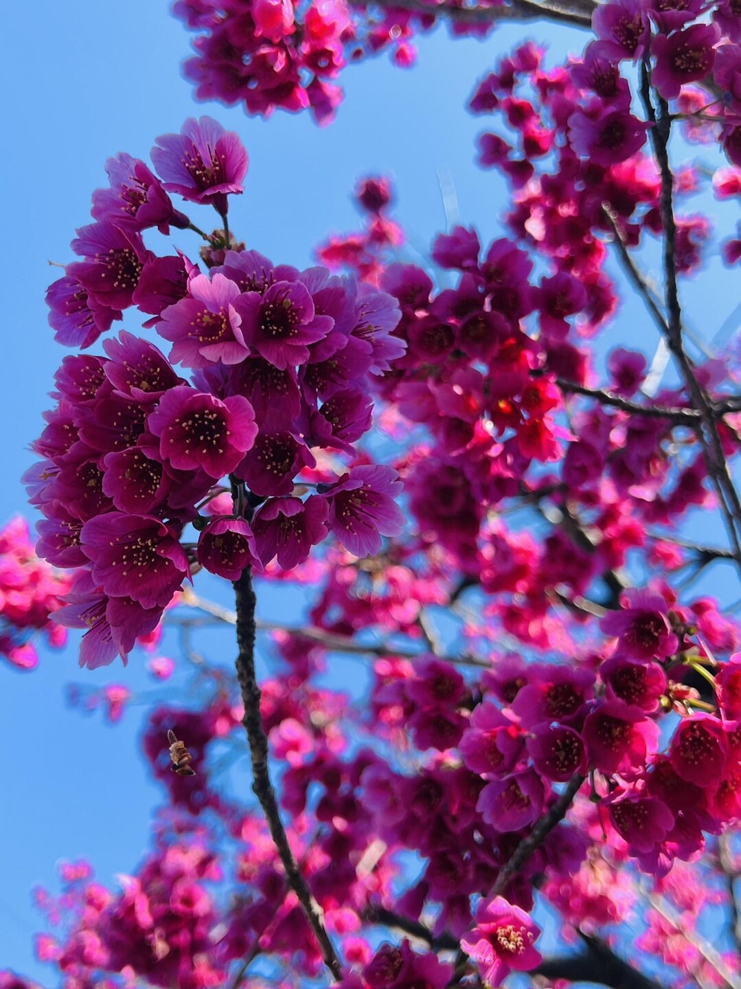 😮‍💨疲れた翌日は疲れを癒す🥱 / ｺﾖｩﾃ(coyote)さんの金山（新田金山）・八王子丘陵の活動データ | YAMAP / ヤマップ