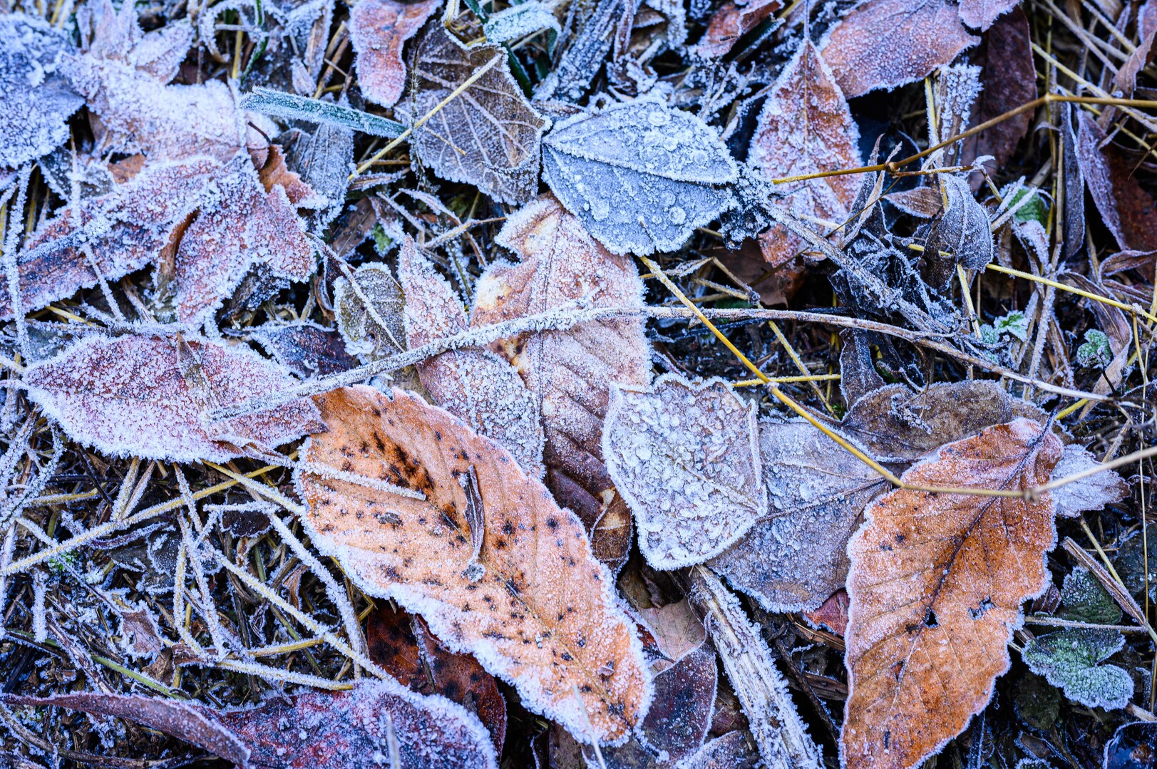 赤ぼっこ / Yutaさんの赤ぼっこの活動日記 | YAMAP / ヤマップ