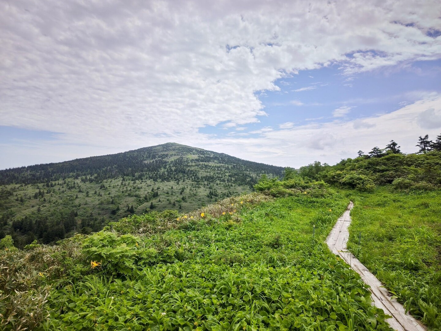 こめつが山荘〜森吉山 2023.7.8 / masa.OH!さんの森吉山の活動データ | YAMAP / ヤマップ