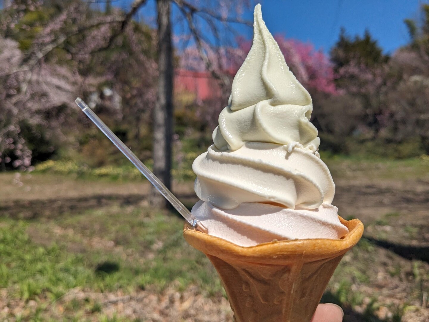 三春滝桜名物、三春ソフト / noraさんのモーメント | YAMAP / ヤマップ