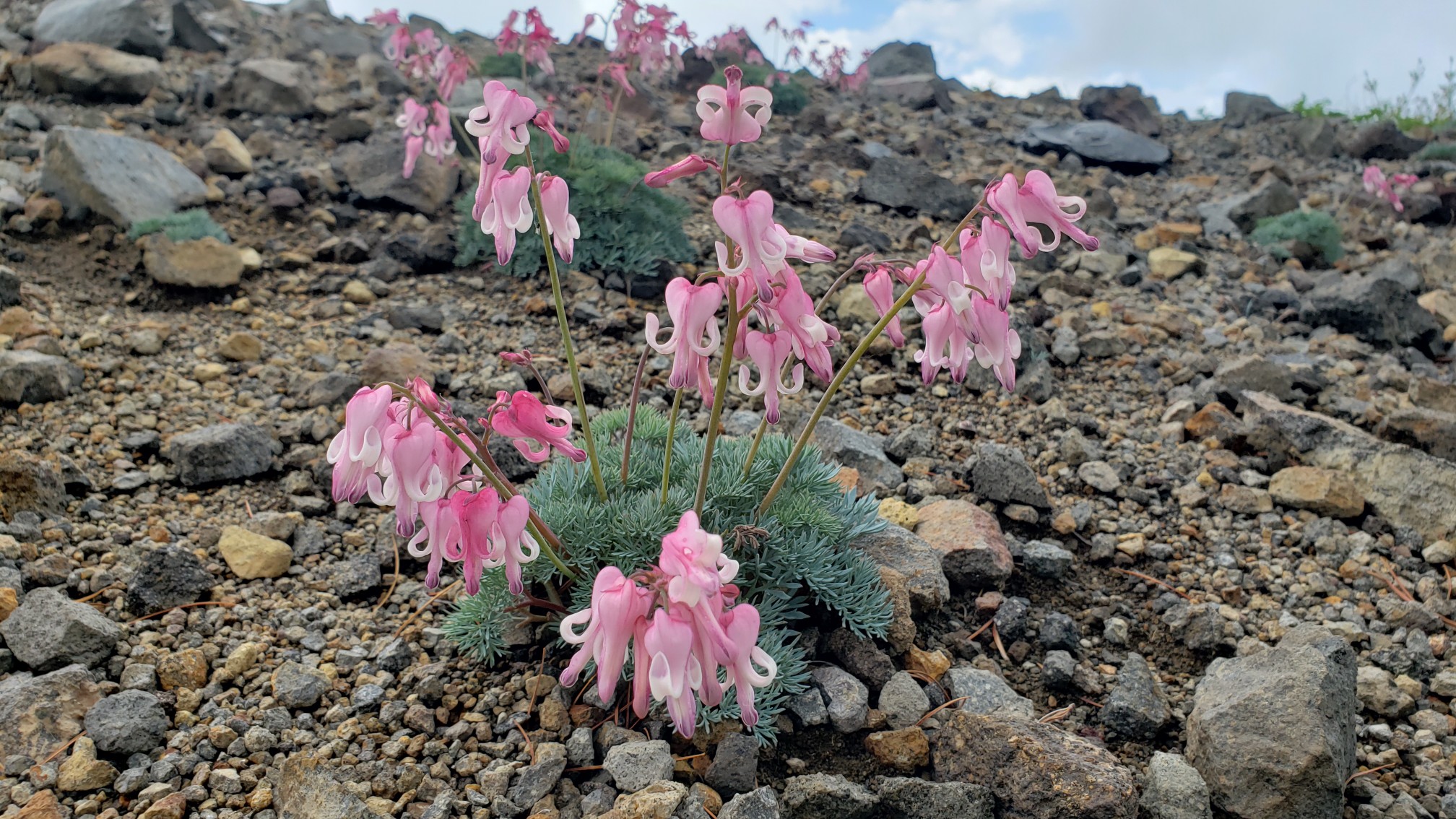 今年も逢えました🌸 / mozuさんの吾妻山・一切経山の活動データ | YAMAP / ヤマップ