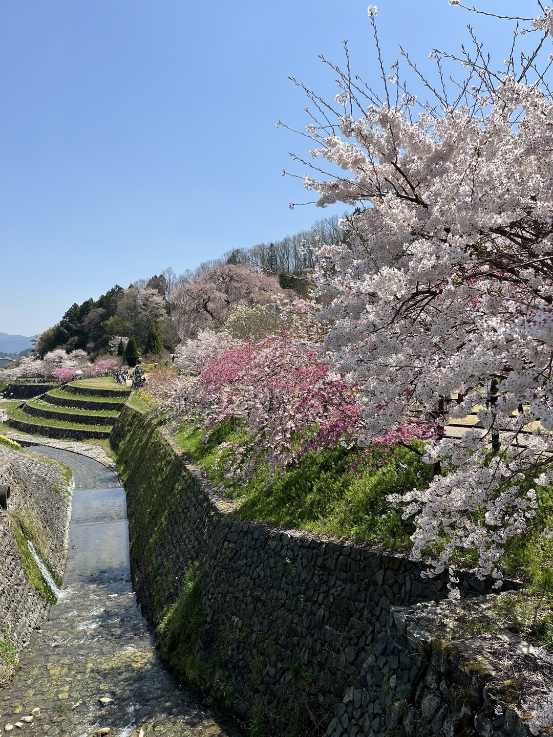 奈良県宇陀市の又兵衛桜を見に行きました ... / do-yanさんのモーメント | YAMAP / ヤマップ