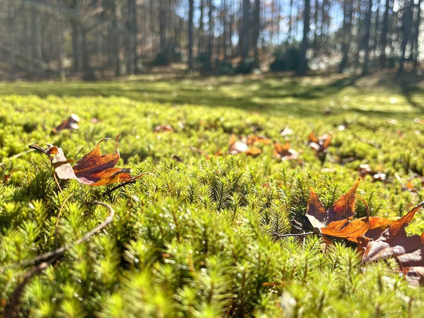 武甲山 / aji_sanさんの武甲山・伊豆ヶ岳・小持山の活動データ | YAMAP / ヤマップ