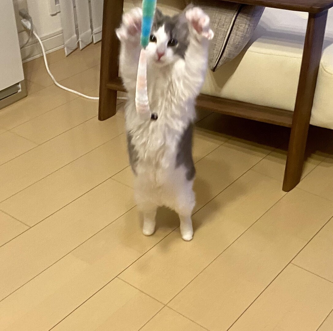 5.7.21 かりんニュース かりんは2... / Shin5さんのモーメント | YAMAP / ヤマップ