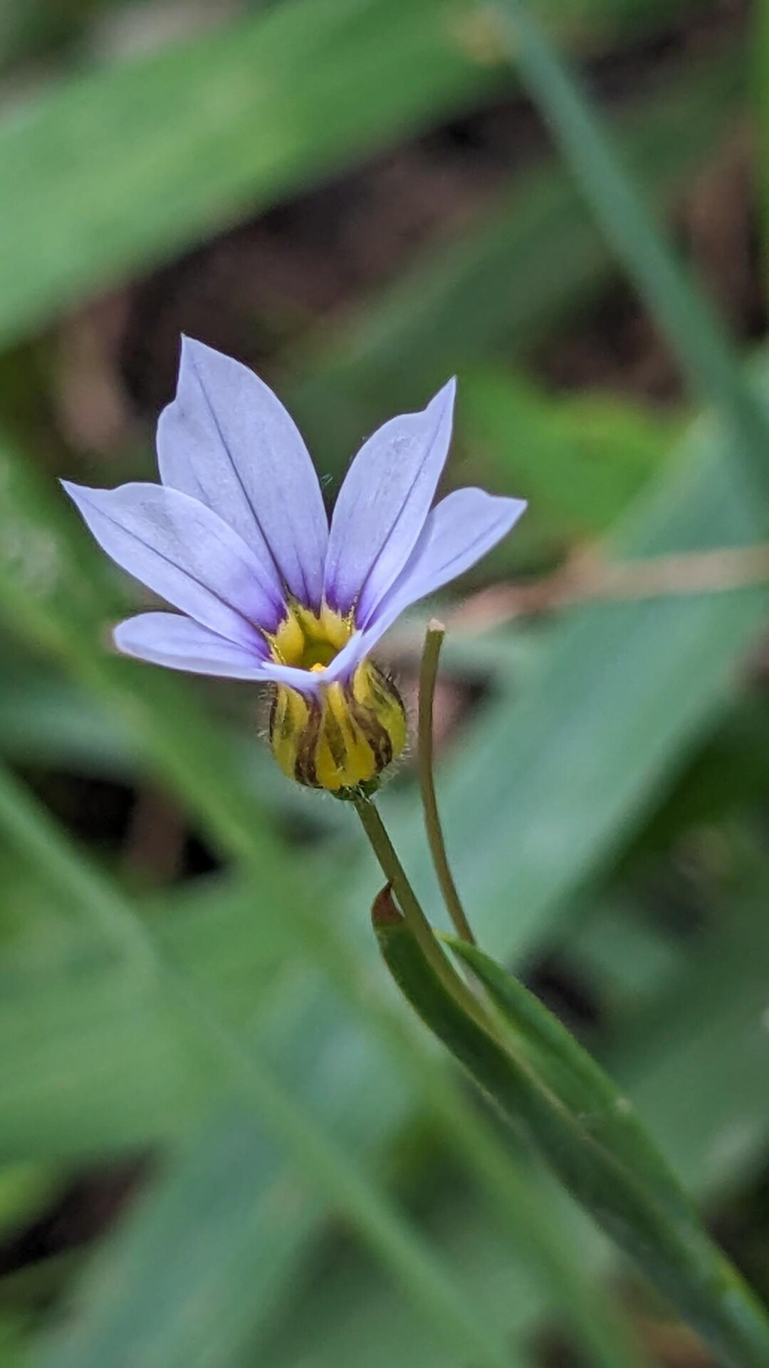 コクラン＆クモキリソウ / ima3さんの関の山の活動データ | YAMAP / ヤマップ