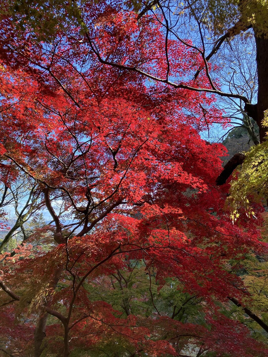 石清水八幡宮、鳩ヶ峰、神応寺 / Martyさんの鳩ヶ峰の活動データ | YAMAP / ヤマップ