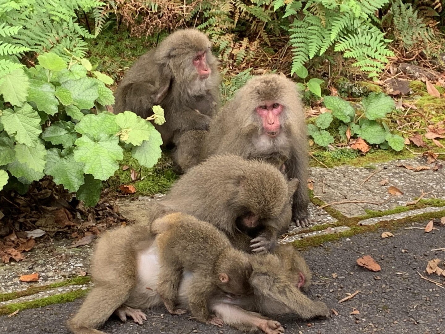 ヤクスギランド🌲-2023-10-07 / maruさんの屋久島・宮之浦岳の活動データ | YAMAP / ヤマップ