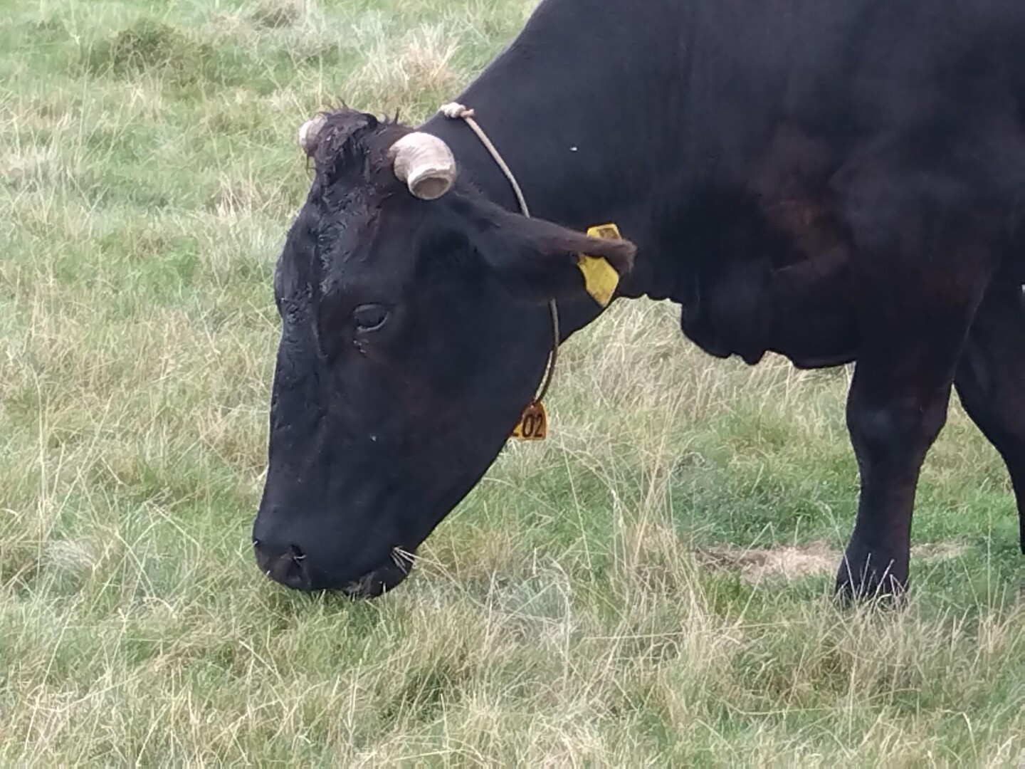 牛伏山・美ヶ原・王ヶ鼻🐮🌾 / ogapさんの美ヶ原の活動データ | YAMAP / ヤマップ