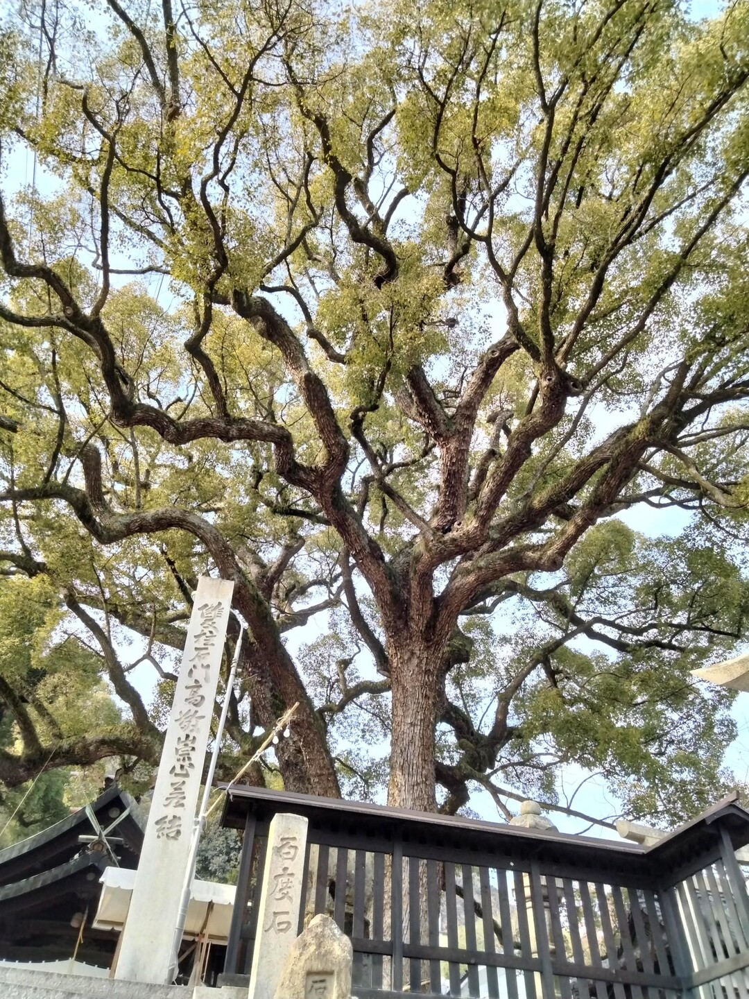 千光寺山（大宝山） / KUMIKOさんの浄土寺山（瑠璃山）の活動データ | YAMAP / ヤマップ