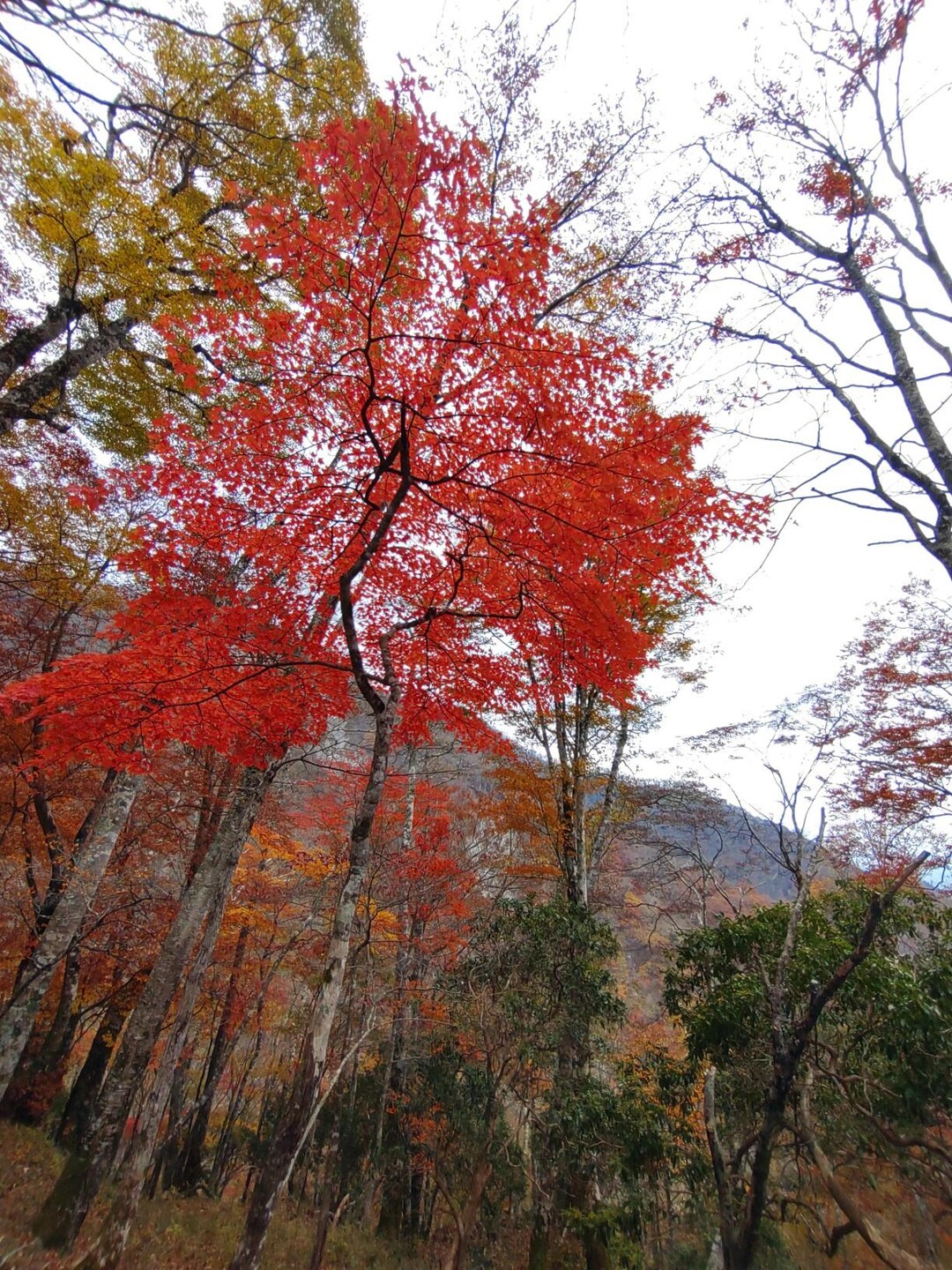 檜洞丸（西丹沢VC発着_つつじ新道〜犬越路周回） / isseiさんの大室山・畦ヶ丸山・菰釣山の活動データ | YAMAP / ヤマップ