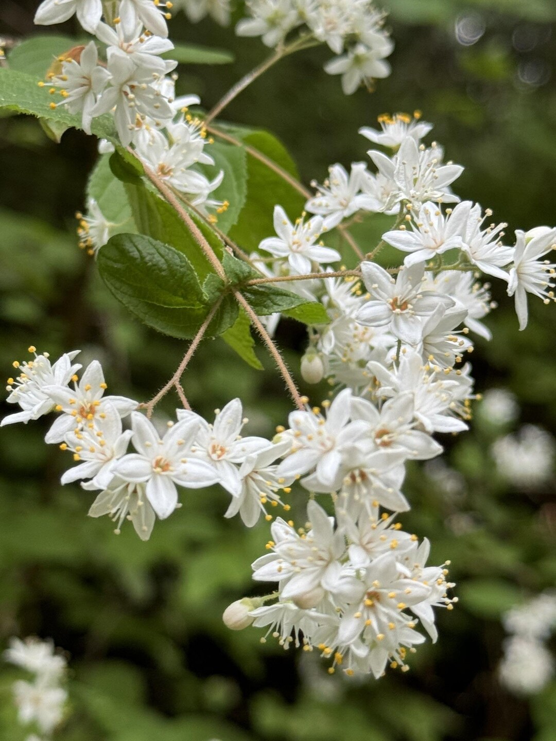 リハビリ高尾山-2024-05-25 / 🐰Lininha(Lina)🐢🐇さんの高尾山・陣馬山・景信山の活動データ | YAMAP / ヤマップ