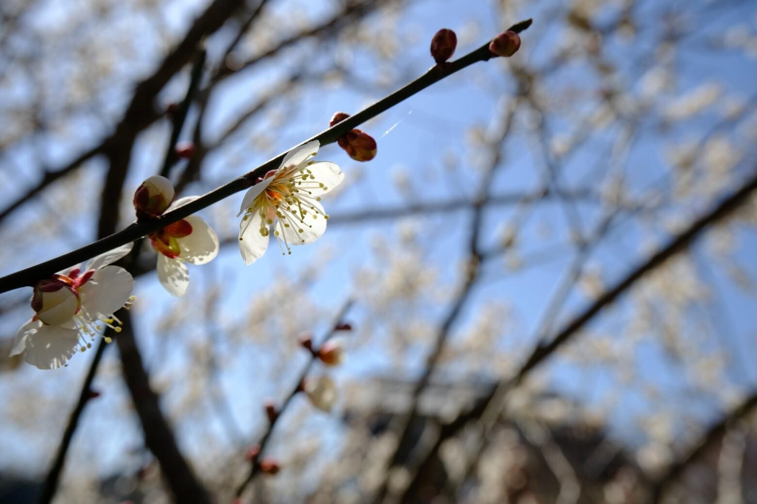 月ヶ瀬梅林2023 / maiさんの奈良市（東エリア）の活動データ | YAMAP / ヤマップ